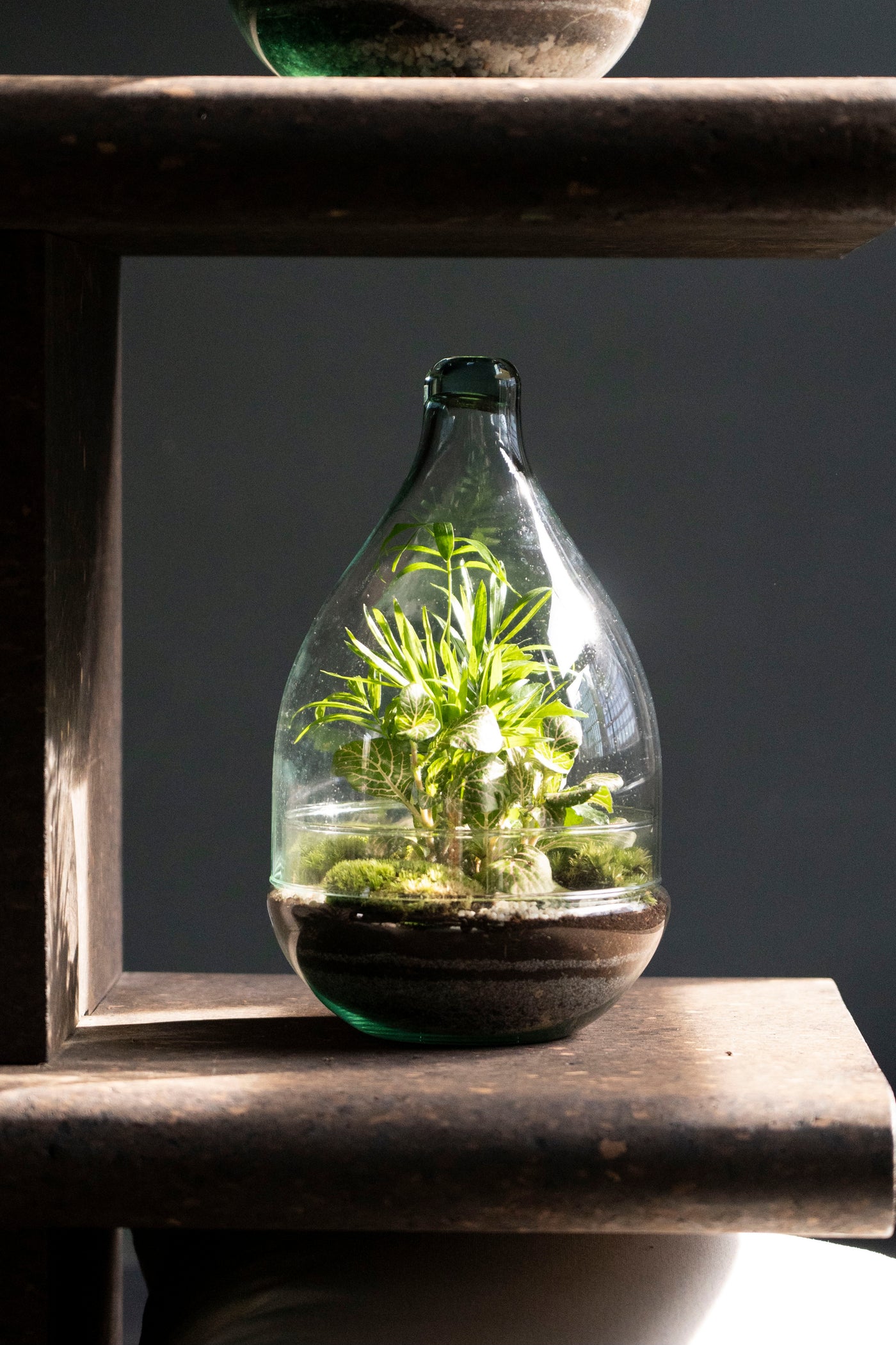 Botanical Boys – Connecting People to Nature