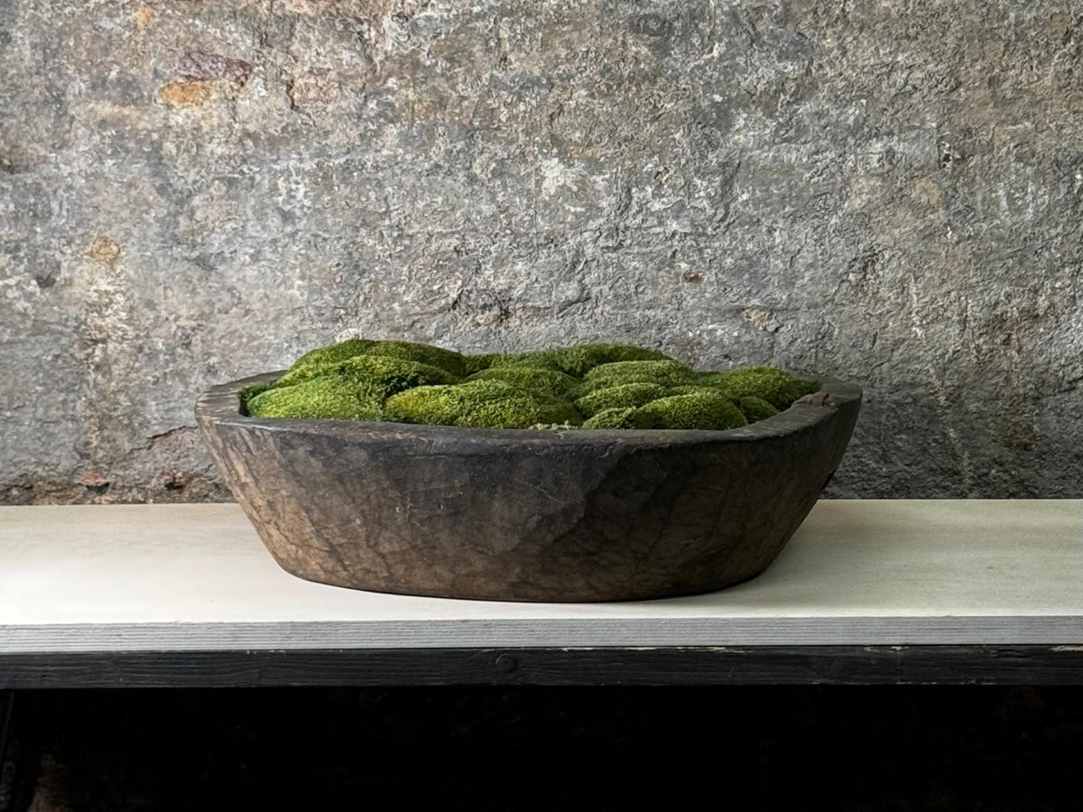 Botanical Boys – Connecting People to Nature