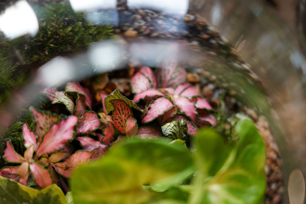 Botanical Boys – Connecting People to Nature