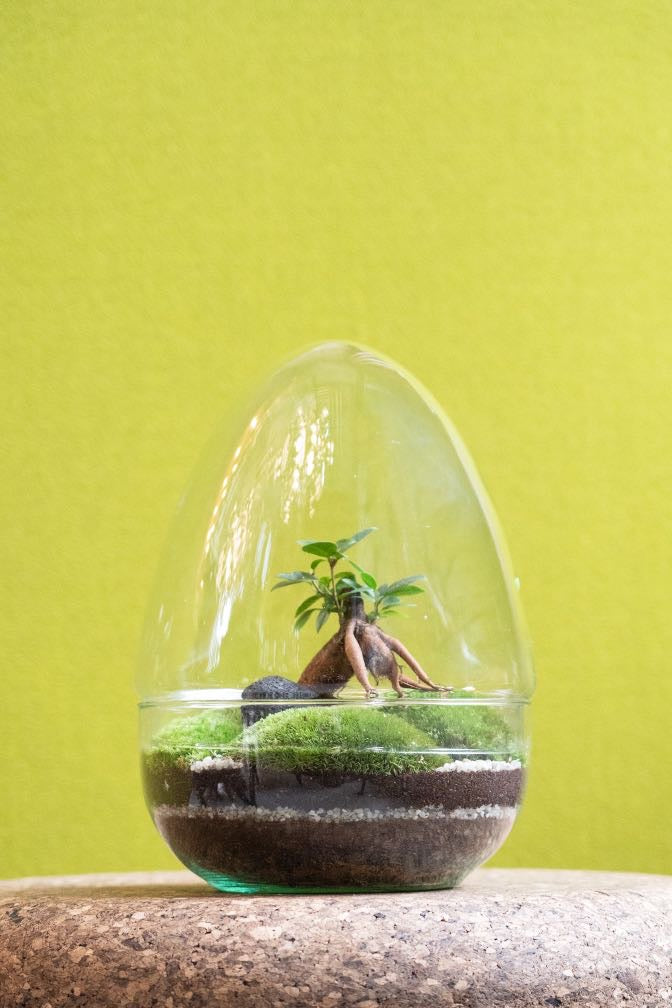 Large glass egg terrarium kit - 26cm - Botanical Boys