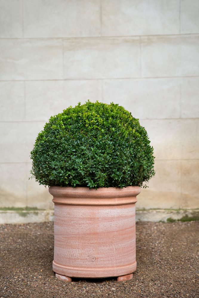 Cilantro Terracotta Pots - Botanical Boys