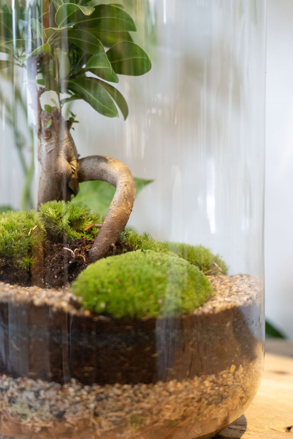 Zen Terrarium 50cm - Botanical Boys