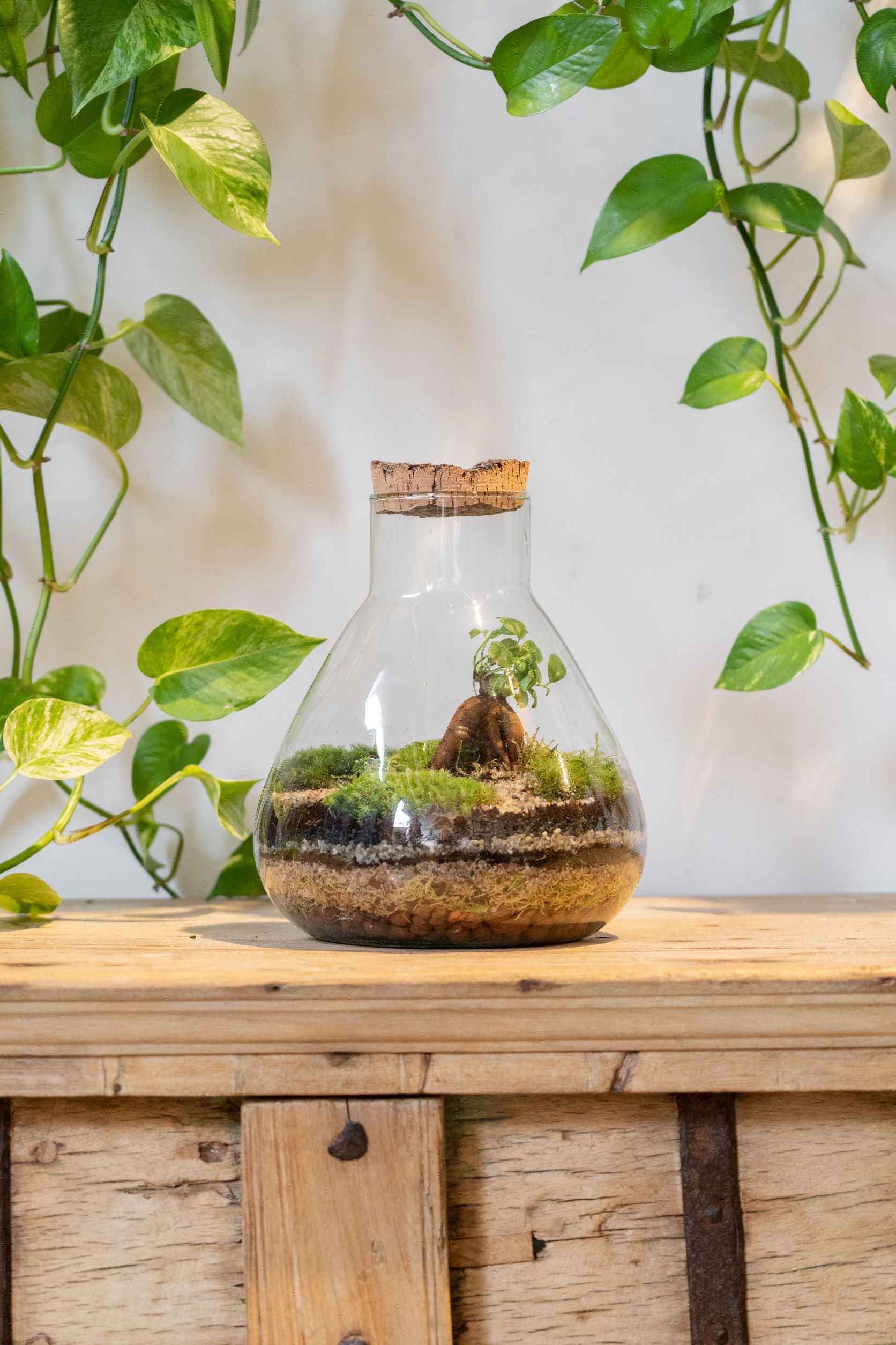LAB Jar Terrarium Zen (24cm) - Botanical Boys