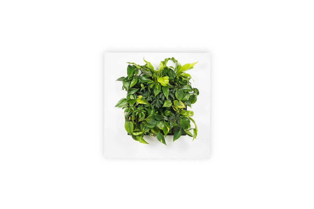 LIVE PICTURE - Living wall frame - 72cm - White - Botanical Boys