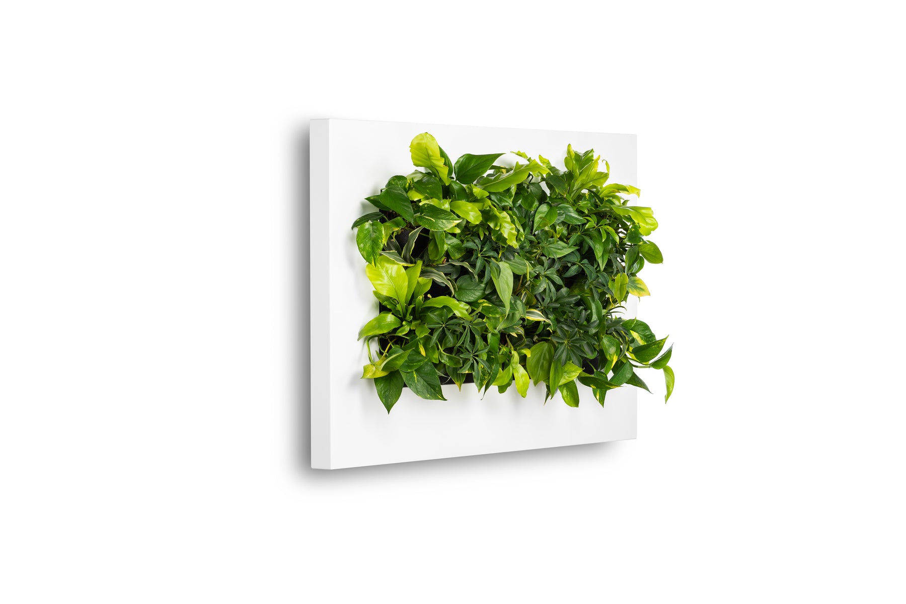 LIVE PICTURE - Living wall frame - 112cm - White - Botanical Boys