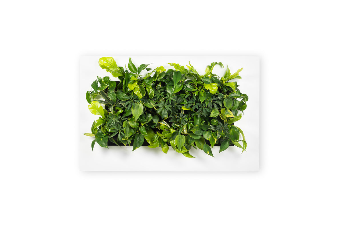 LIVE PICTURE - Living wall frame - 112cm - White - Botanical Boys